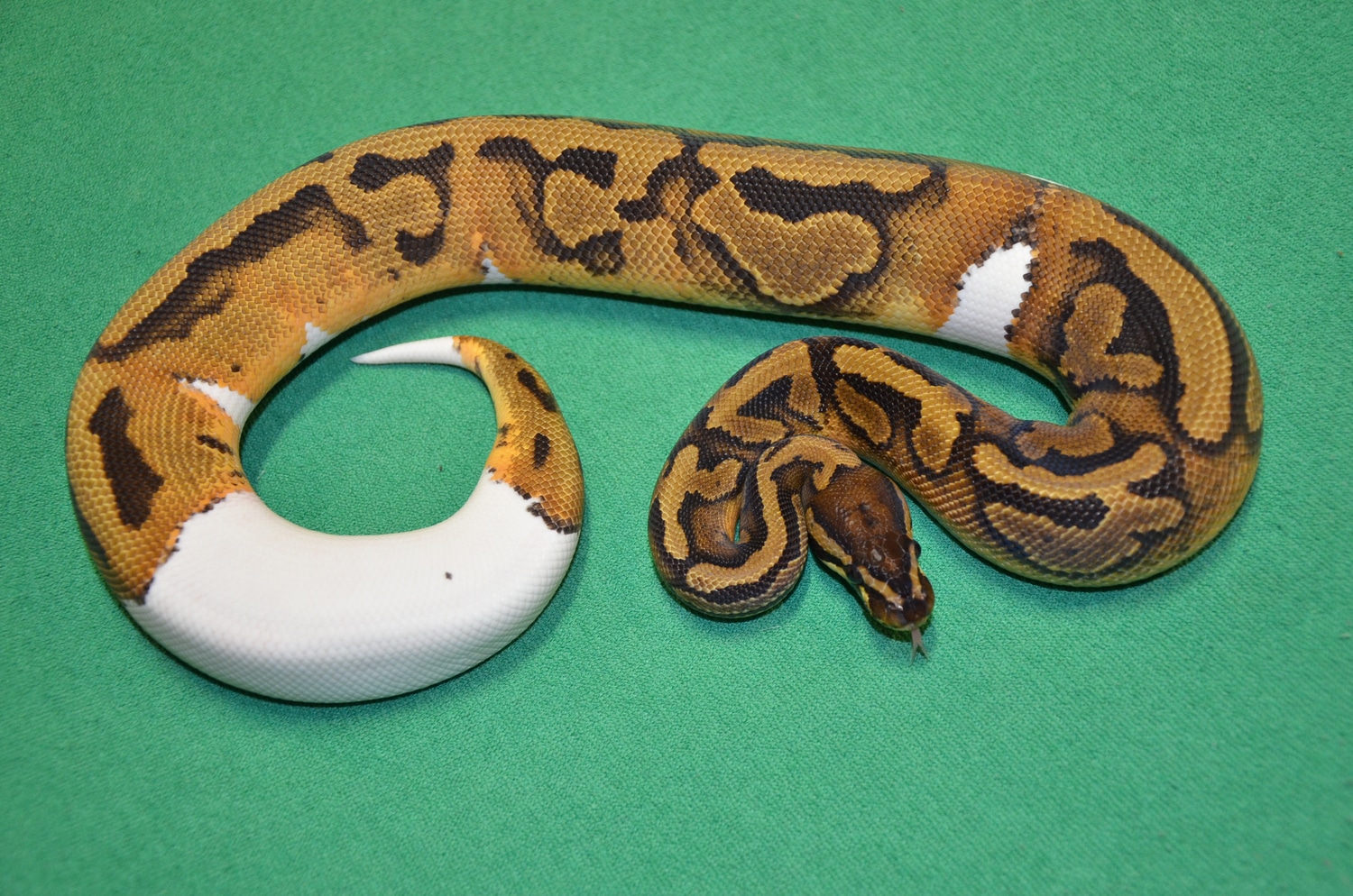 Piebald Ball Python by Royalsnakes - MorphMarket