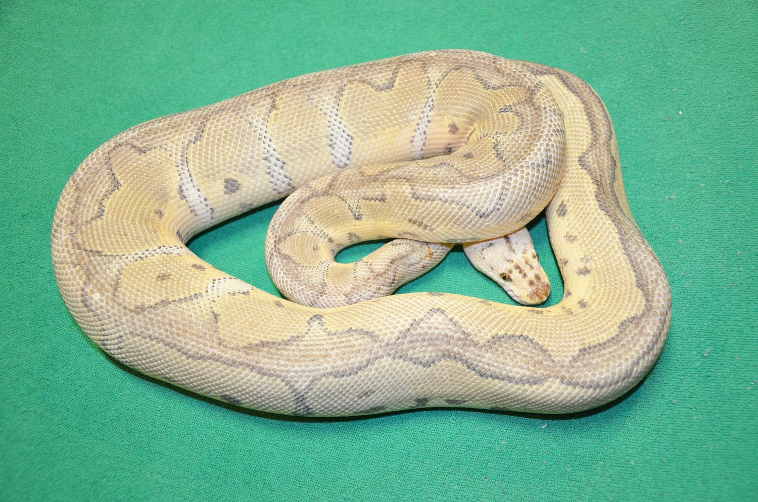 PB Super Pastel Phantom Clown Ball Python by Royalsnakes - MorphMarket
