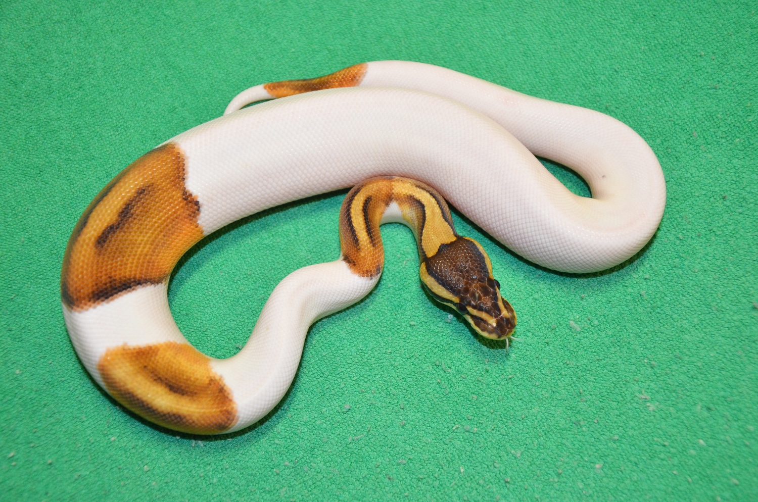Enchi Black Pastel Pied Het Desert Ghost Pos Het Cryptic Ball Python by ...