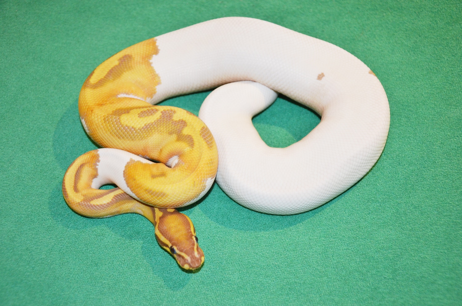 RTB Ultramel Piebald Ball Python by Royalsnakes - MorphMarket