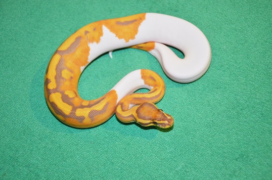 Ultramel Piebald Ball Python by Royalsnakes