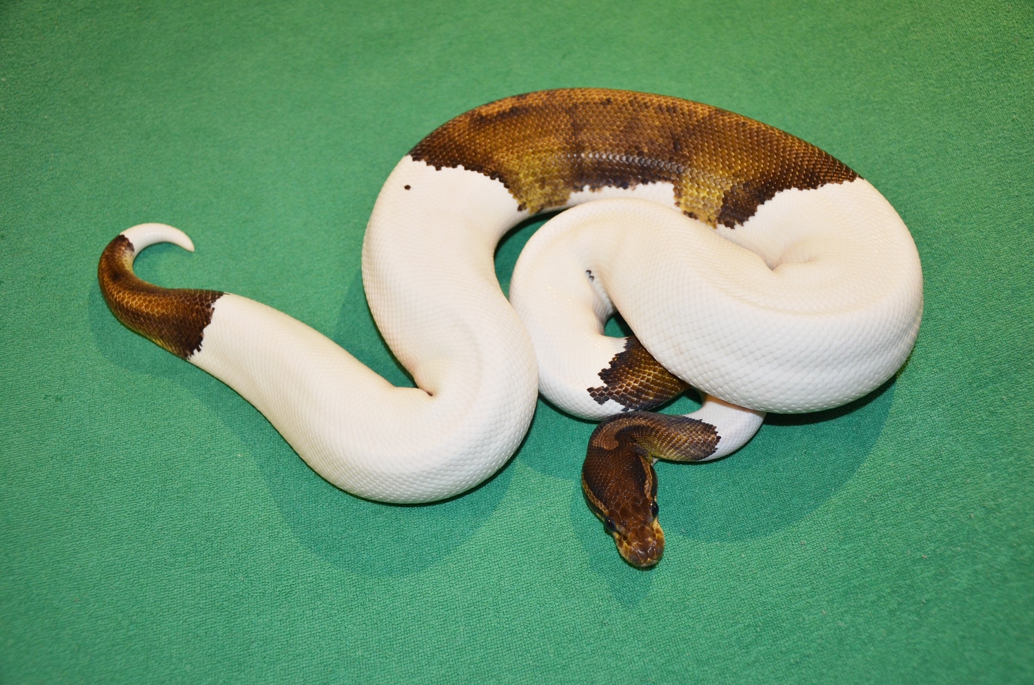 Black Pastel Pied Ball Python by Royalsnakes - MorphMarket