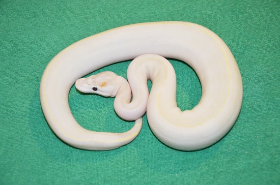 Black Pastel Ivory Pos Bamboo Ball Python by Royalsnakes