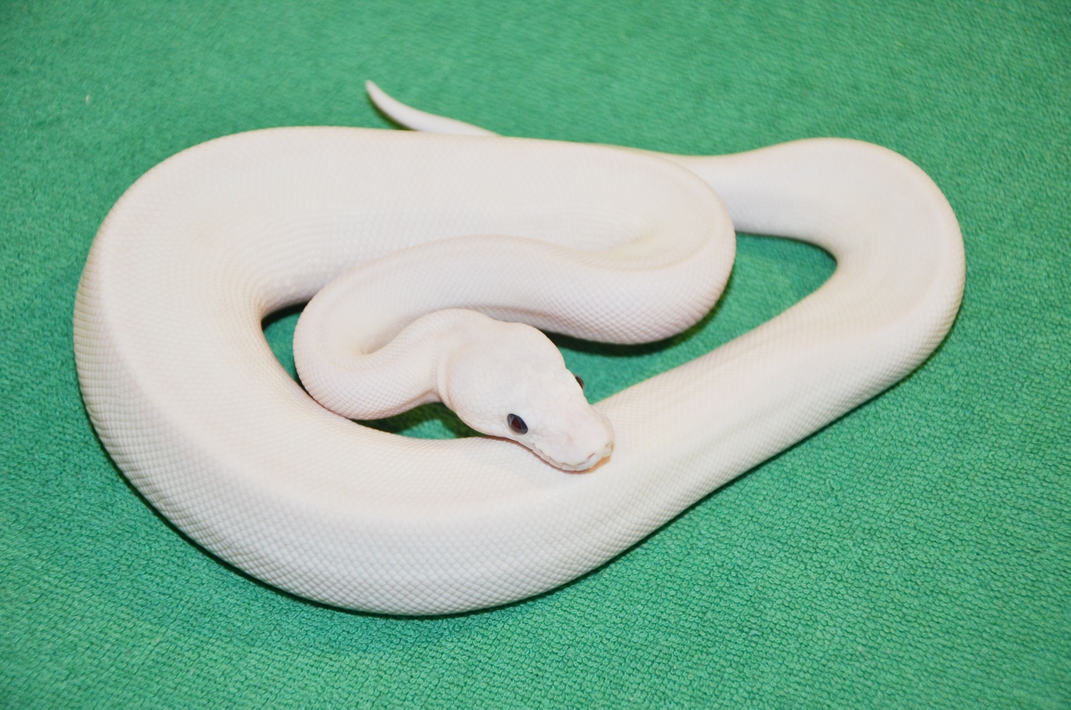 Super Mojave Het Pied/Pied Pos Pastel Fire Black Head Leopard YB ...