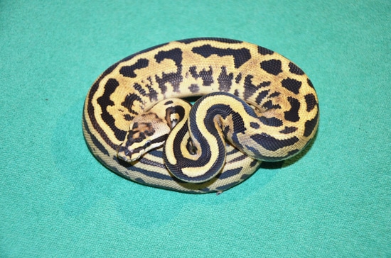 Leopard Fire Spotnose YB Het Pied Ball Python by Royalsnakes