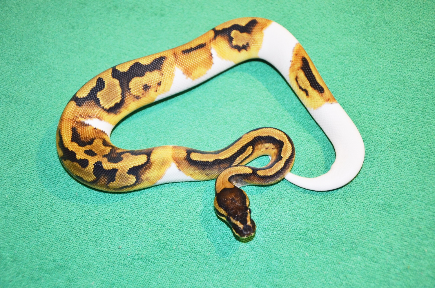 Piebald Het DG Pos Het Cryptic Ball Python by Royalsnakes - MorphMarket