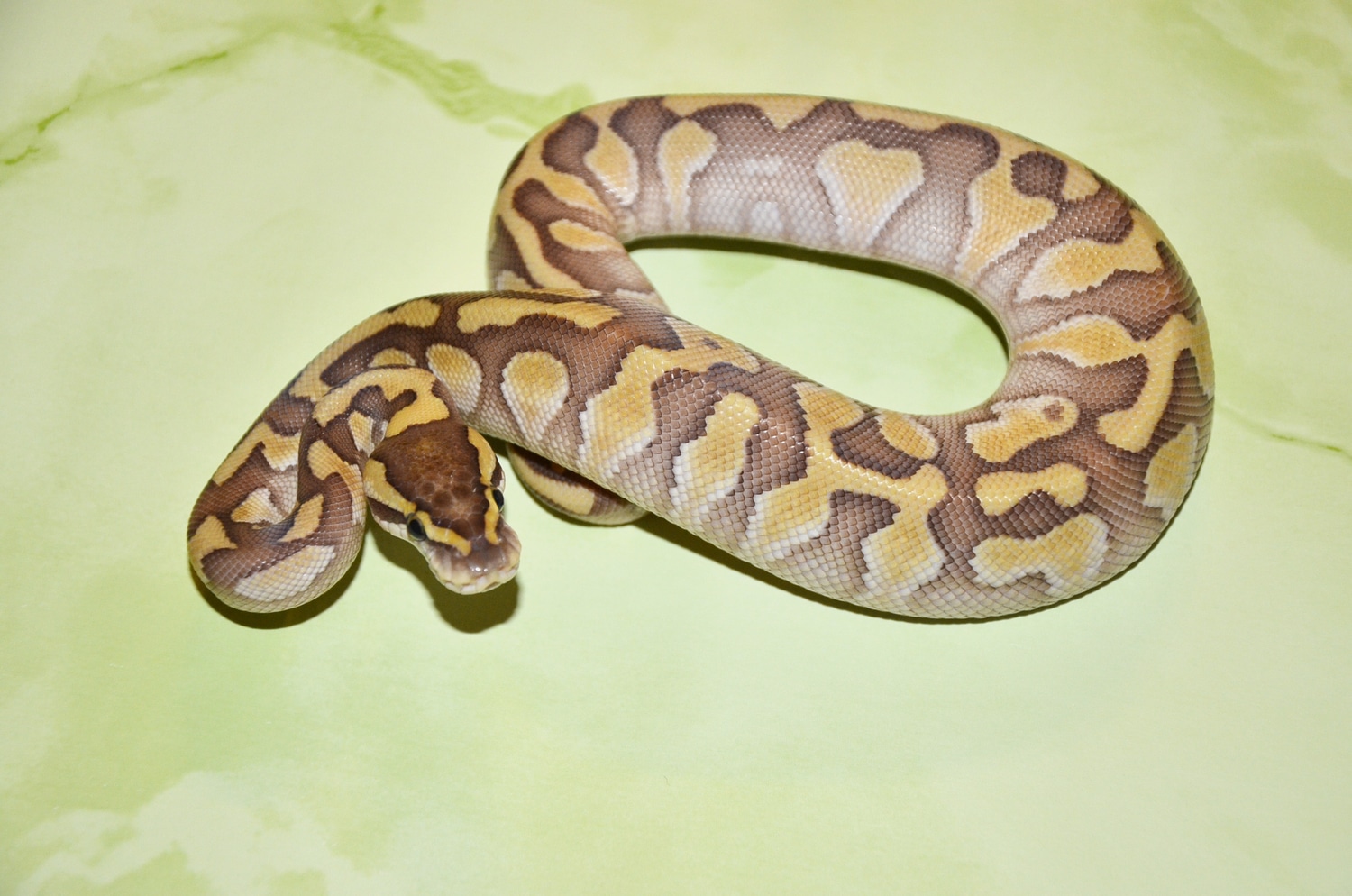 RTB Enchi Butter Dh Sunset Clown Ball Python by Royalsnakes - MorphMarket