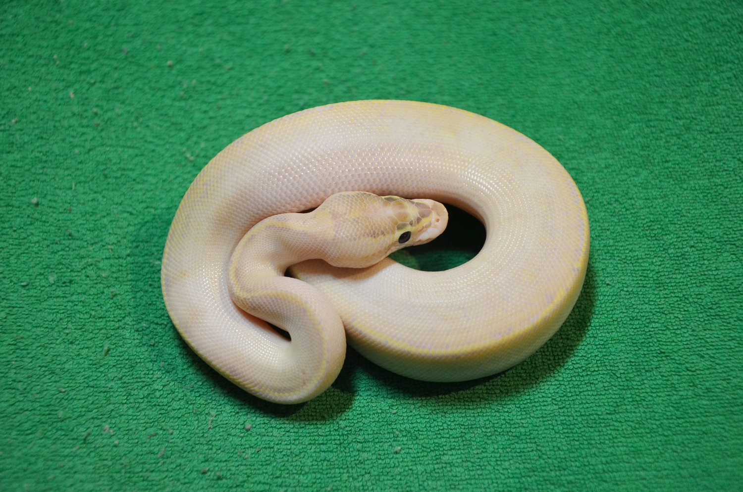 Ivory Ball Python by Royalsnakes - MorphMarket