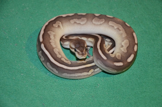 Chocolate Black Pastel Lesser Het Clown Or Het Cryptic Ball Python by ...