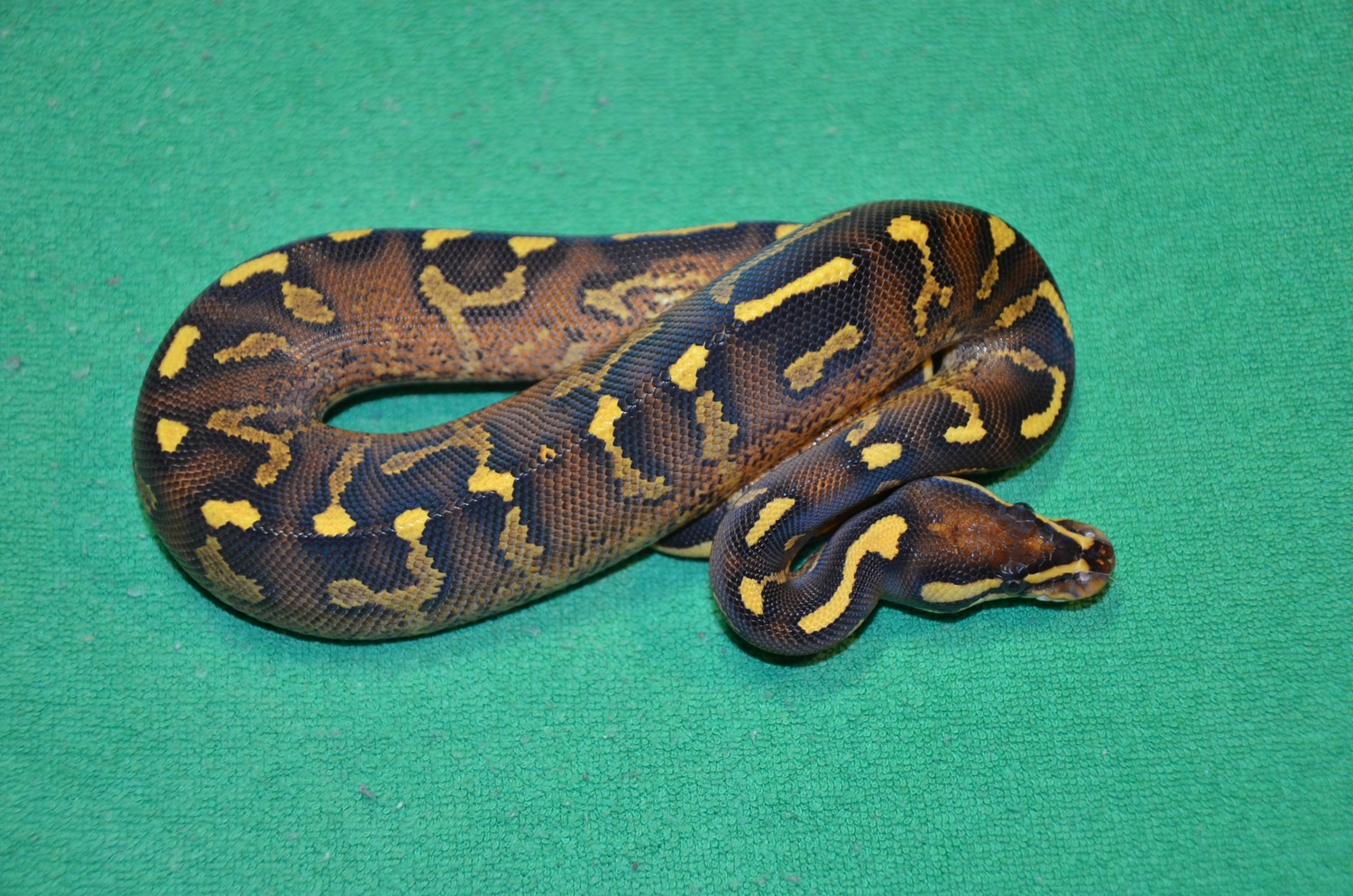 Asphalt Gravel Ball Python by Royalsnakes - MorphMarket