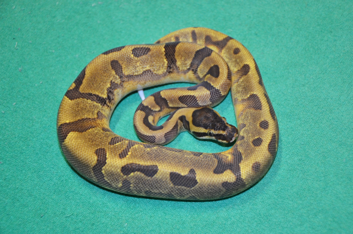 Super Enchi Pied Ball Python by Royalsnakes - MorphMarket