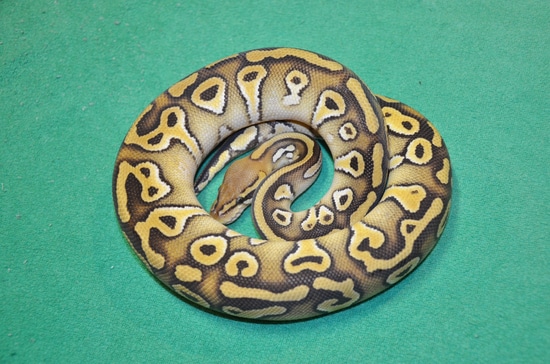 Houten Sale! PB Pastave Dh Monsoon Clown Ball Python by Royalsnakes