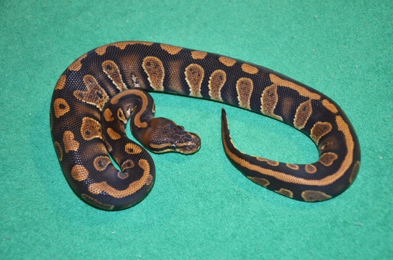 Stranger Dh Clown Pied Pos Het Monsoon Ball Python by Royalsnakes