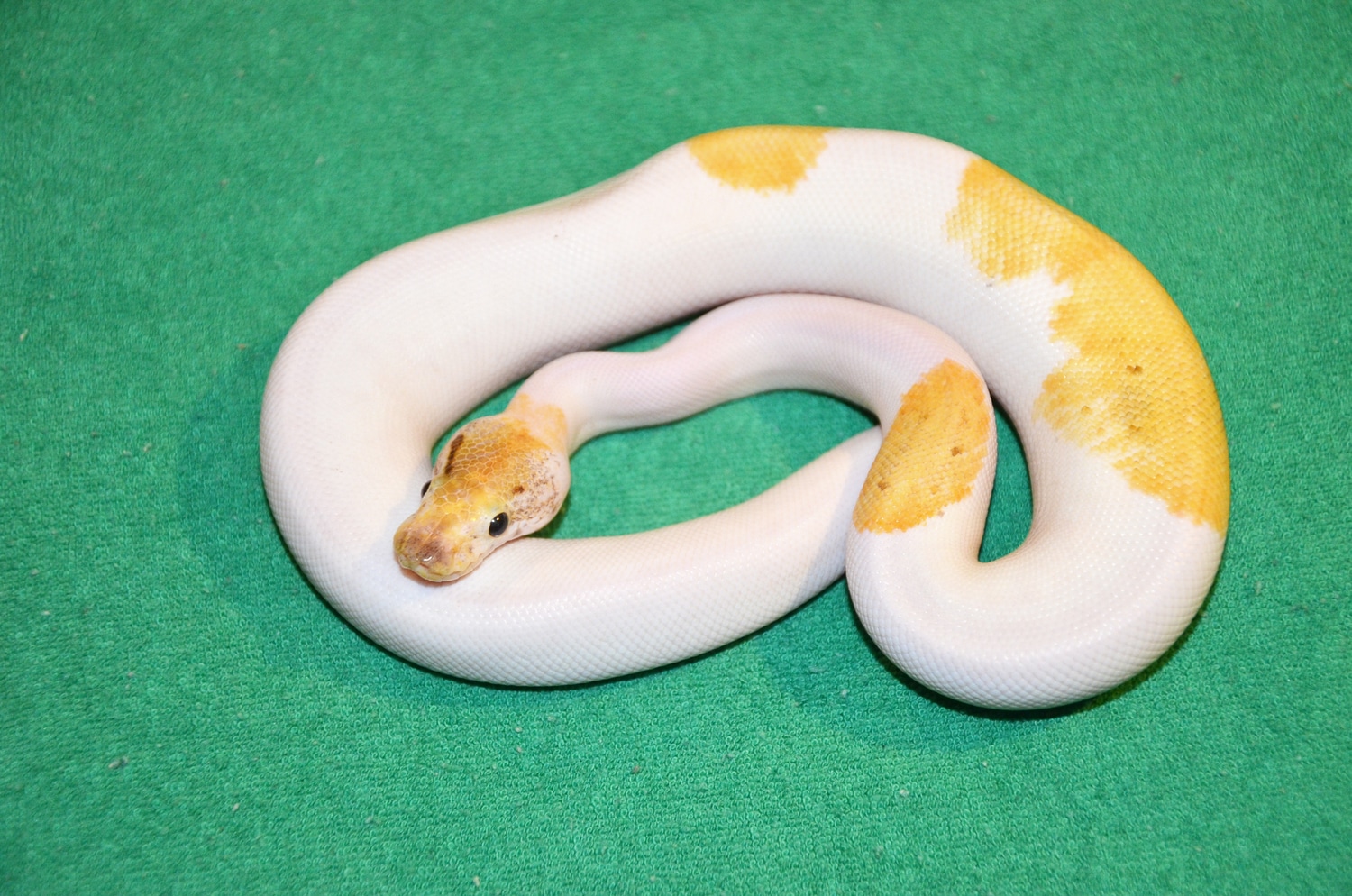 Royalsnakes's Collection - MorphMarket