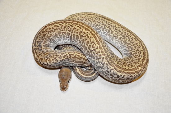 Monsoon Leopard Het DG Ball Python by Royalsnakes