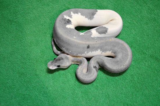 Urban Camo Ball Python by Royalsnakes