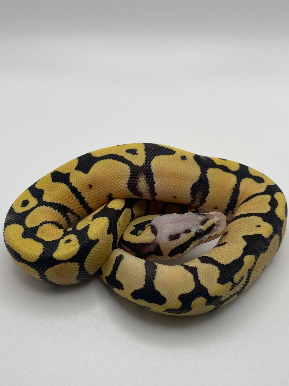 Pastel Desert Ghost Ball Python by Grange morphs - MorphMarket