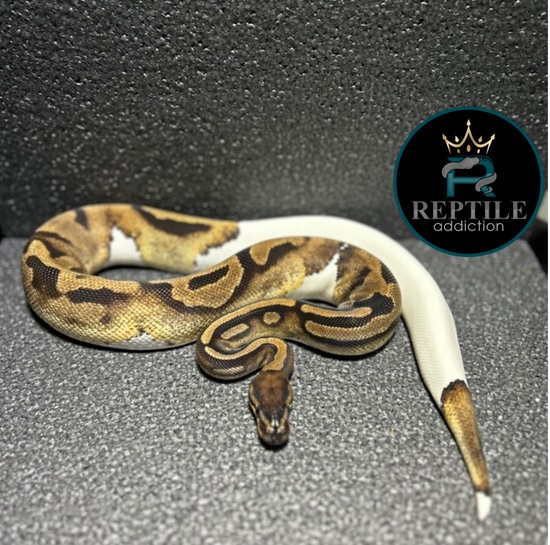 Pied Ball Python by Reptile Addiction