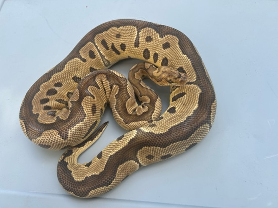 Breeder Size Clown Female Ball Python by Reptile Addiction