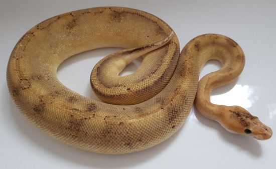 Champagne Het Albino Ball Python by SC Pythons