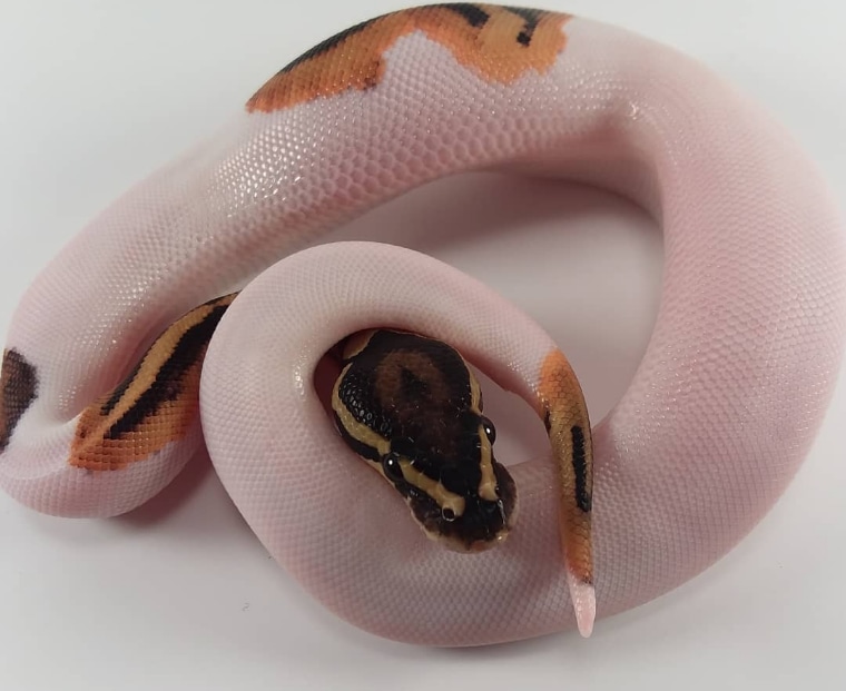 Fire Pied Ball Python by Ball In Hand Pythons LLC - MorphMarket