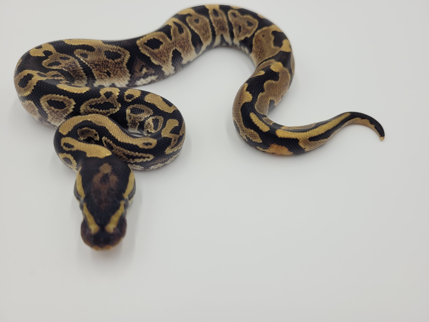Yellowbelly DH Axanthic TSK Piebald Ball Python by Ball In Hand Pythons ...