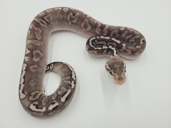 Black Pewter GHI Ball Python by Ball In Hand Pythons LLC