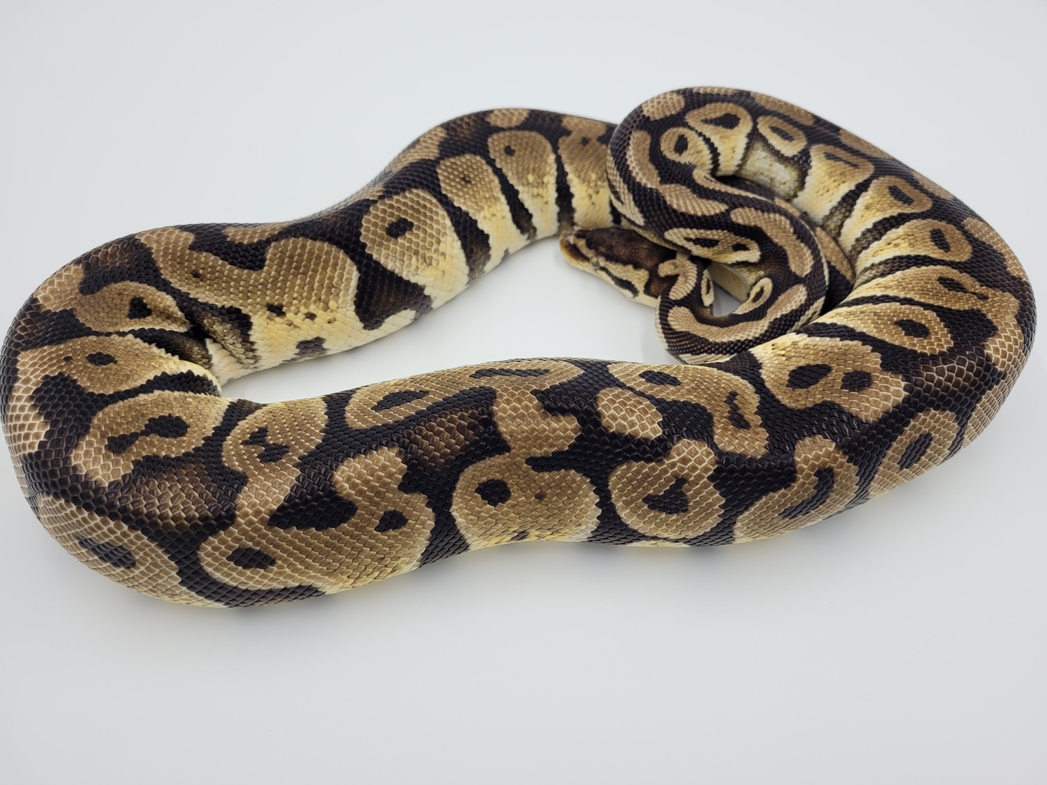 Pastel DH Axanthic TSK Clown Female/ Pastel Clown Het Axanthic Male ...