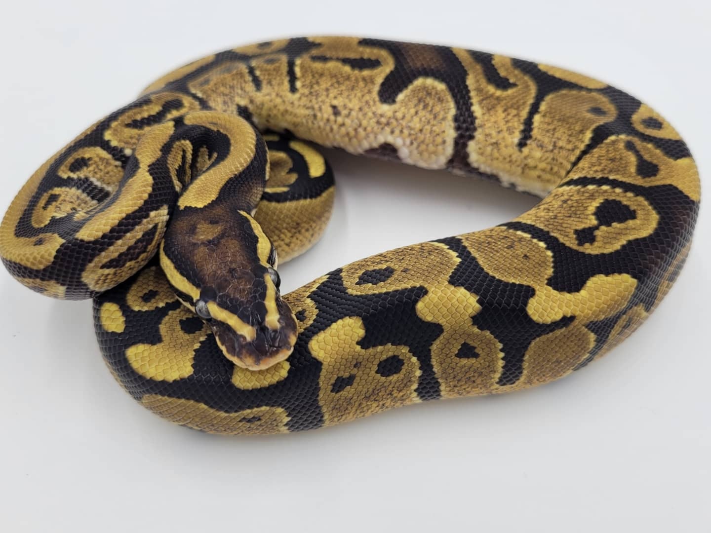 Fire Het Piebald Ball Python by Ball In Hand Pythons LLC - MorphMarket