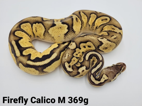 Firefly Calico Ball Python by Ball In Hand Pythons LLC