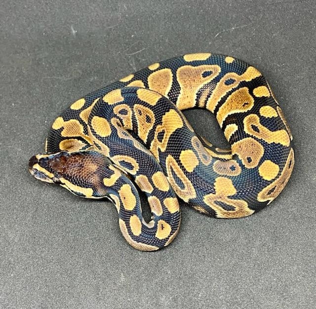 Russo Het Piebald Ball Python by Ball In Hand Pythons LLC - MorphMarket