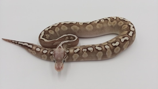 Lesser GHI Firefly Ball Python by Ball In Hand Pythons LLC