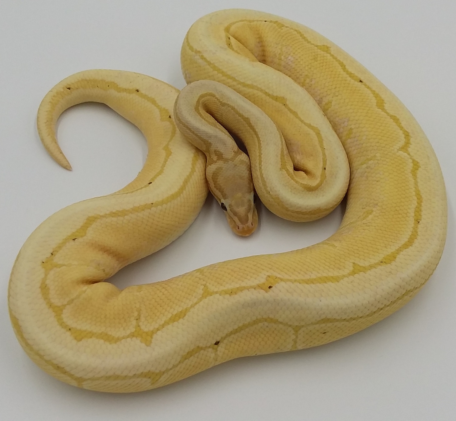 PB Banana Pinstripe Vanilla Ball Python by Ball In Hand Pythons LLC ...