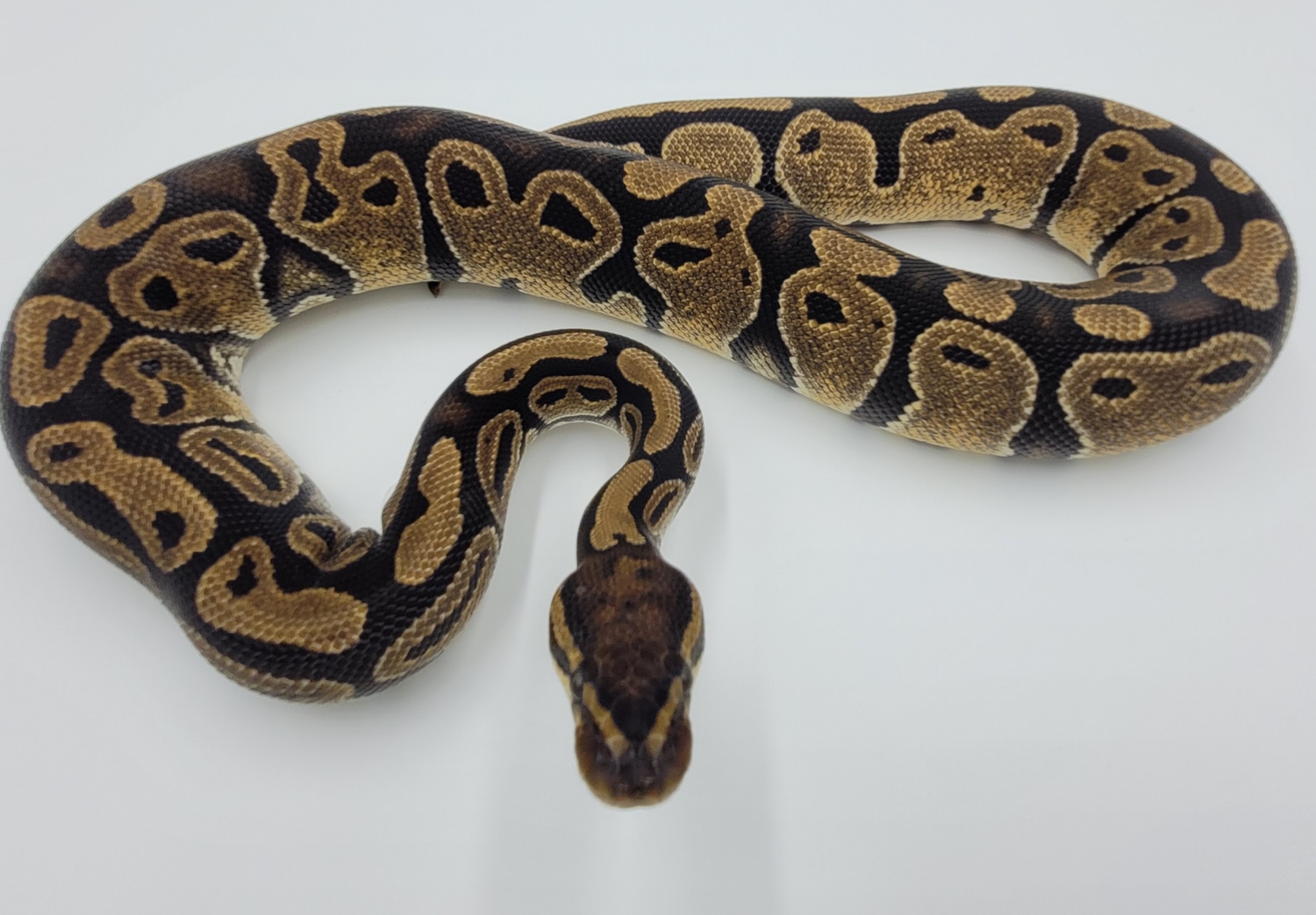 OD Yellowbelly Ball Python by Ball In Hand Pythons LLC - MorphMarket