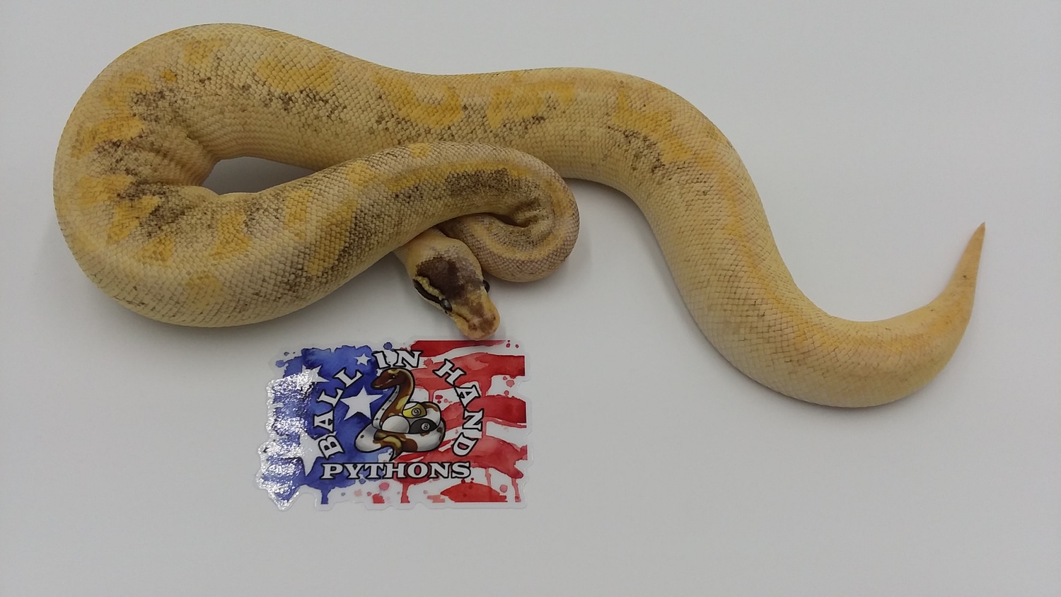 Champagne Pastel Paradox Ball Python by Ball In Hand Pythons LLC ...