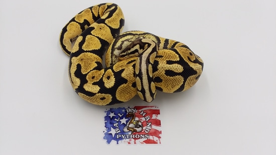 Lace Lemon Pastel Ball Python by Ball In Hand Pythons LLC