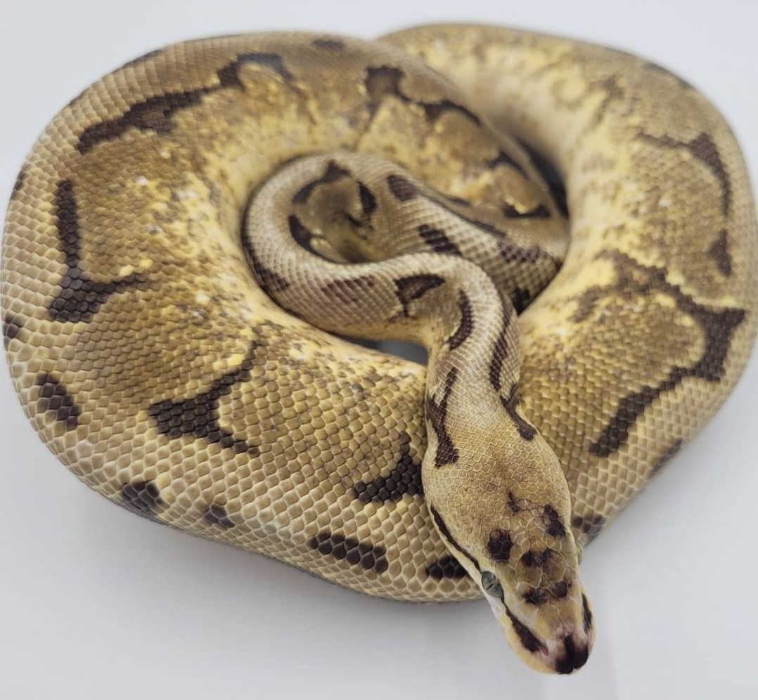 Enchi Asphalt/Specter Spider Ball Python by Ball In Hand Pythons LLC ...
