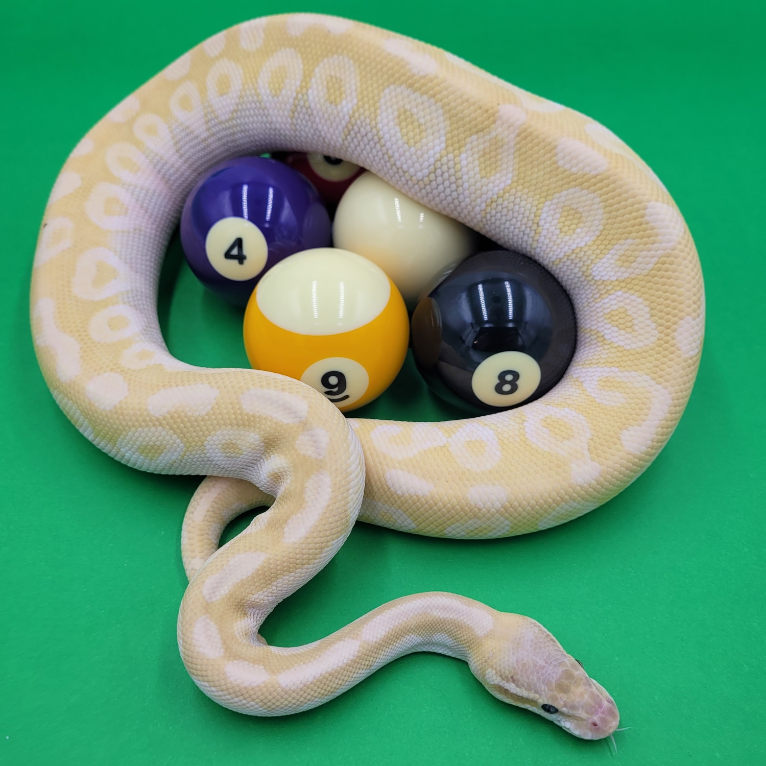 Crystal Poss Fire Pastel 50% Het Monsoon Ball Python by Ball In Hand ...