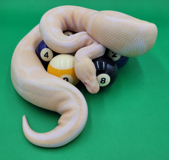 Albino Ball Python by Ball In Hand Pythons LLC