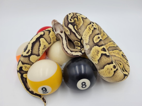 GHI Firefly Ball Python by Ball In Hand Pythons LLC