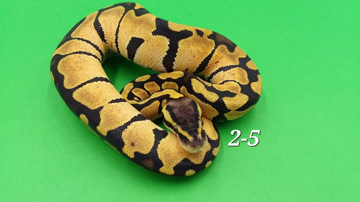 Pastel Enchi Het TSK Axanthic Ball Python by Ball In Hand Pythons LLC ...