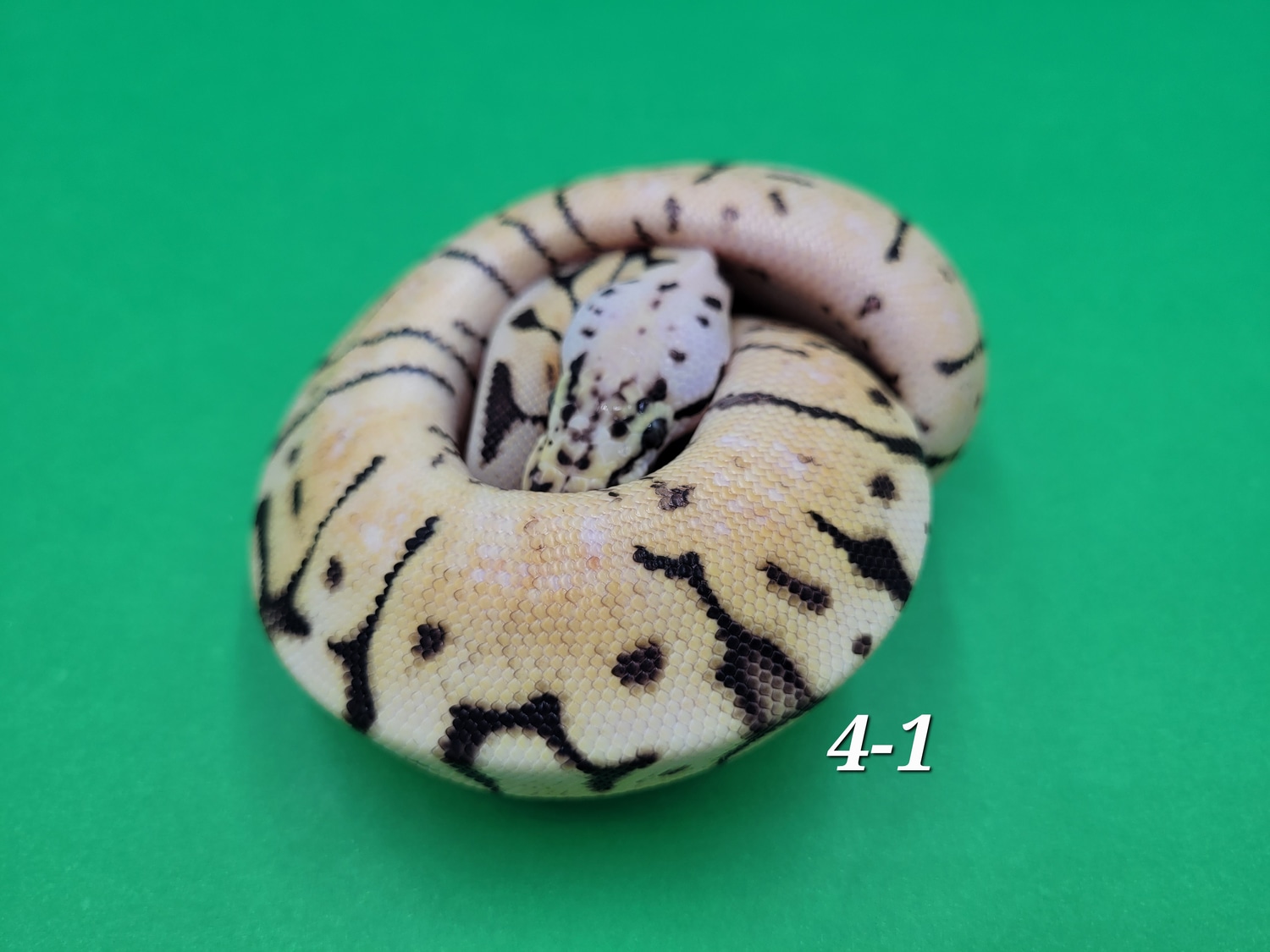 Bumblebee Poss Vanilla Het Clown Ball Python by Ball In Hand Pythons ...