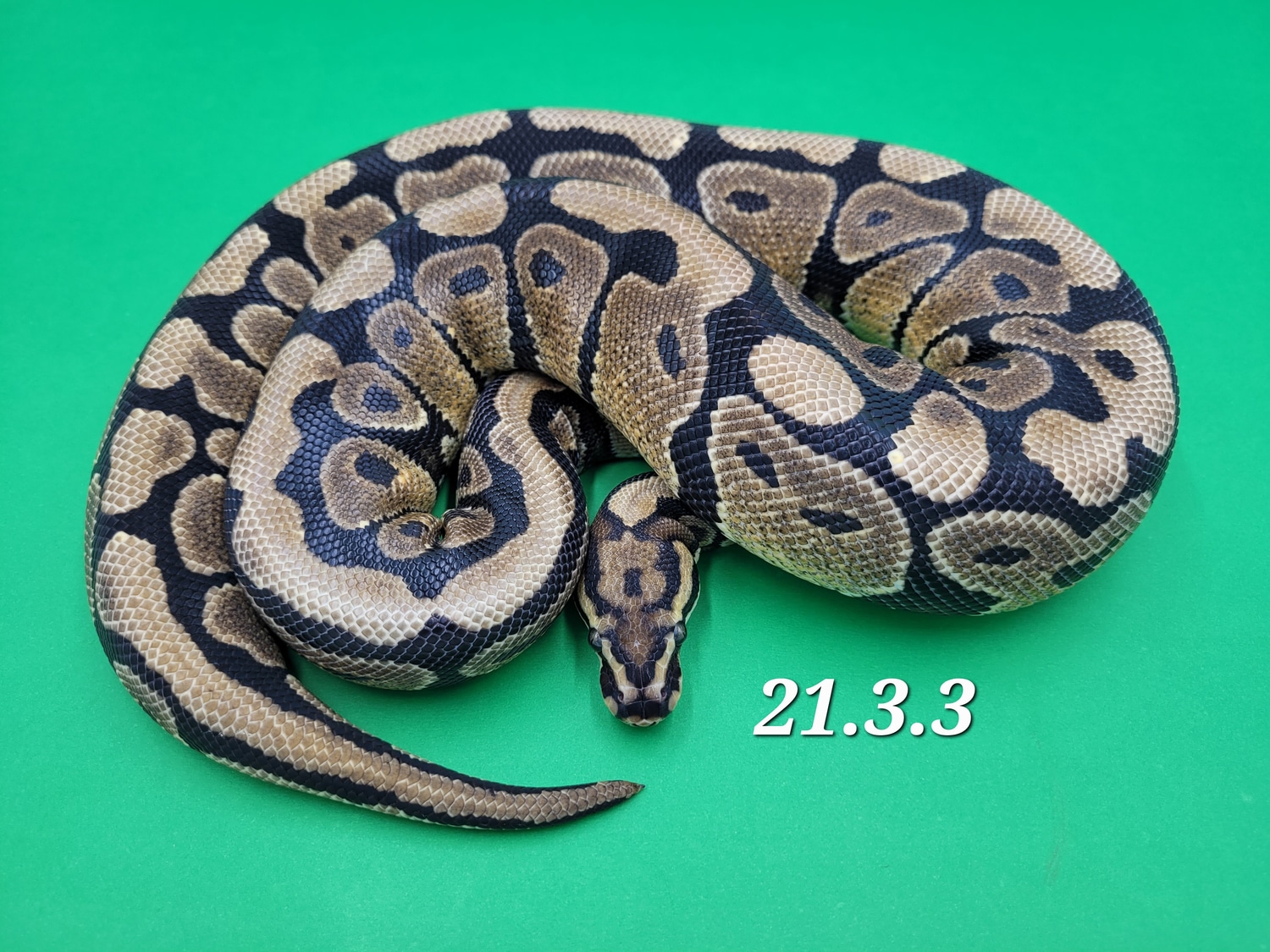 Spotnose Ball Python by Ball In Hand Pythons LLC - MorphMarket