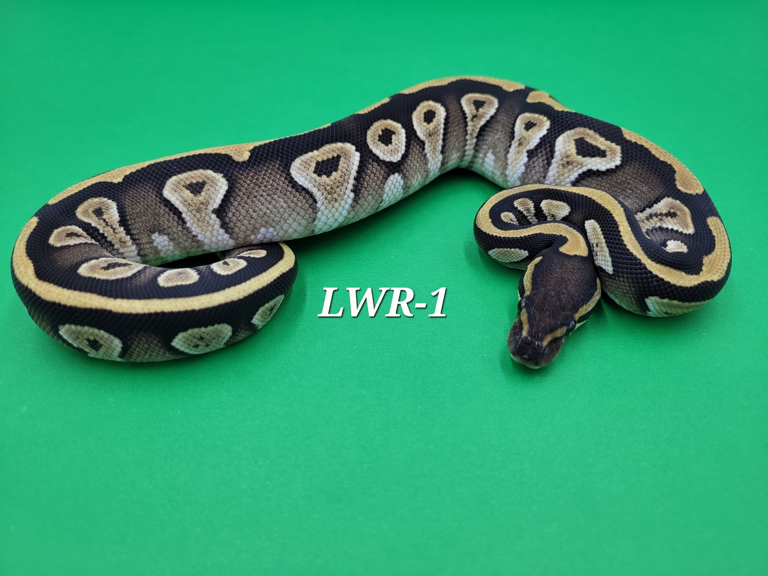 Mojave Yellowbelly Het Hypo Ball Python by Ball In Hand Pythons LLC ...