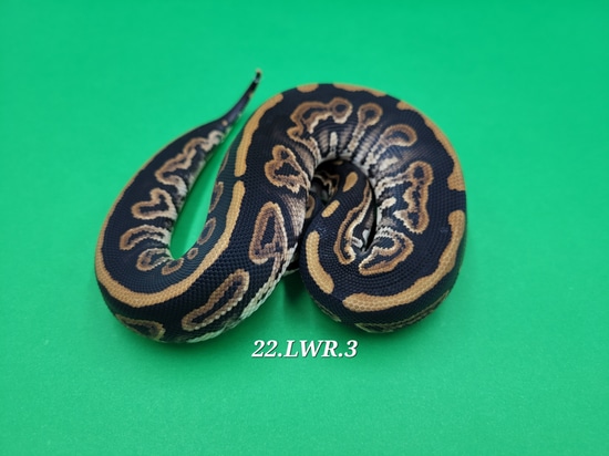 Black Pastel Het Pied Ball Python by Ball In Hand Pythons LLC
