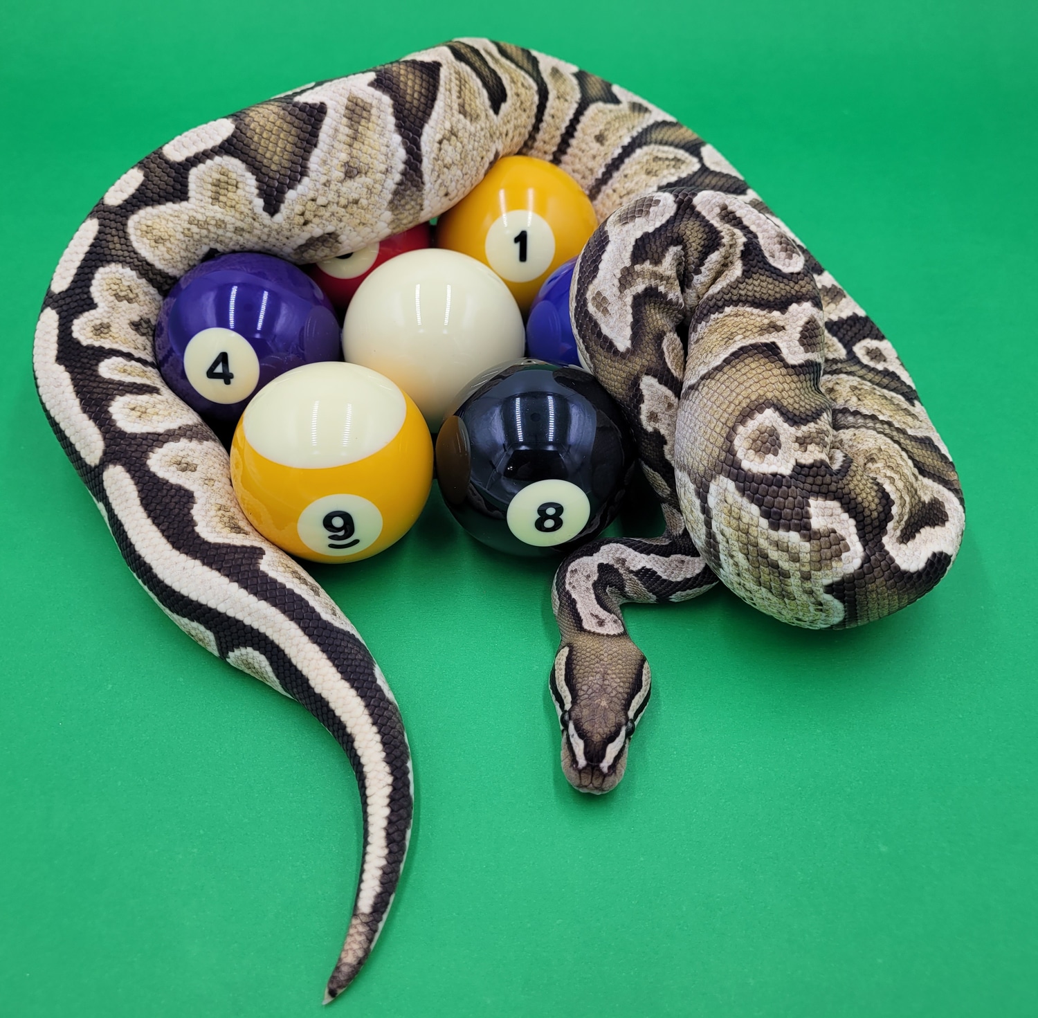 Fire GHI Orange Dream Poss SOD Ball Python by Ball In Hand Pythons LLC ...