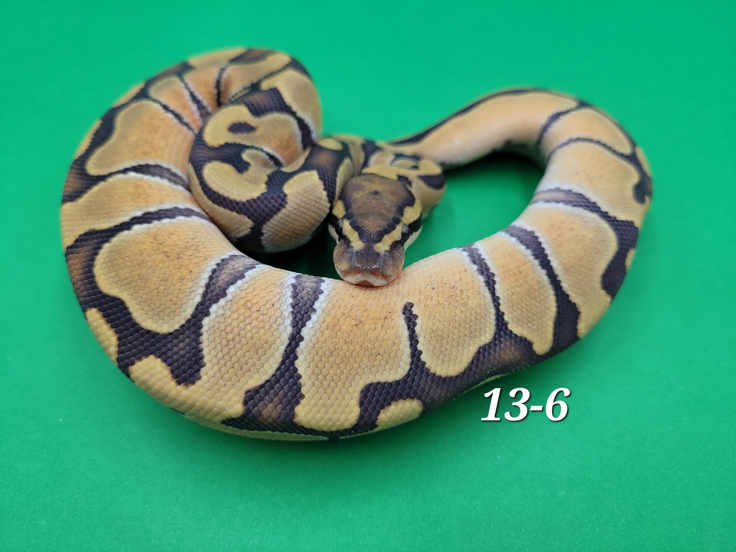Orange Dream Enchi Hypo Ball Python by Ball In Hand Pythons LLC ...