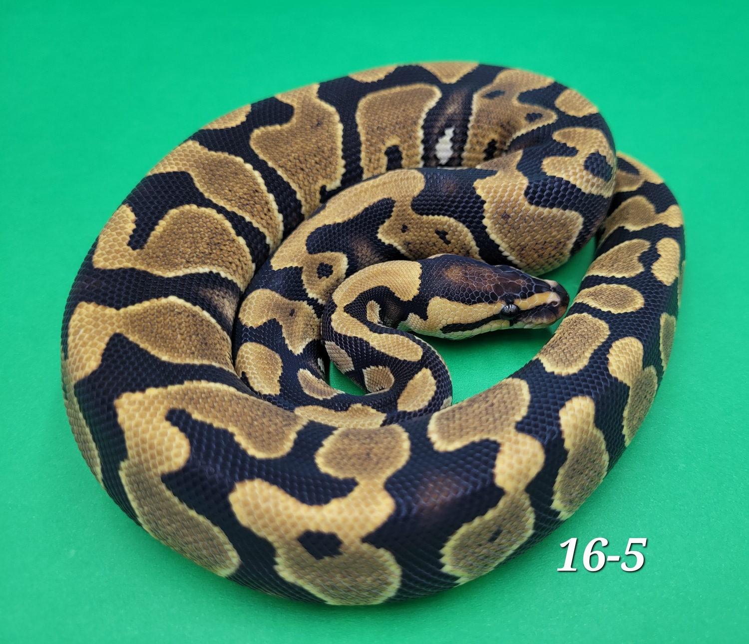 Orange Dream Yellowbelly Het Pied Ball Python by Ball In Hand Pythons ...