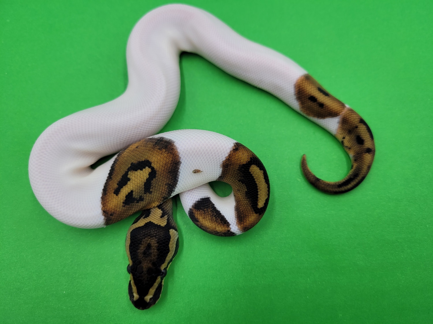 Leopard Pied Ball Python by Ball In Hand Pythons LLC - MorphMarket