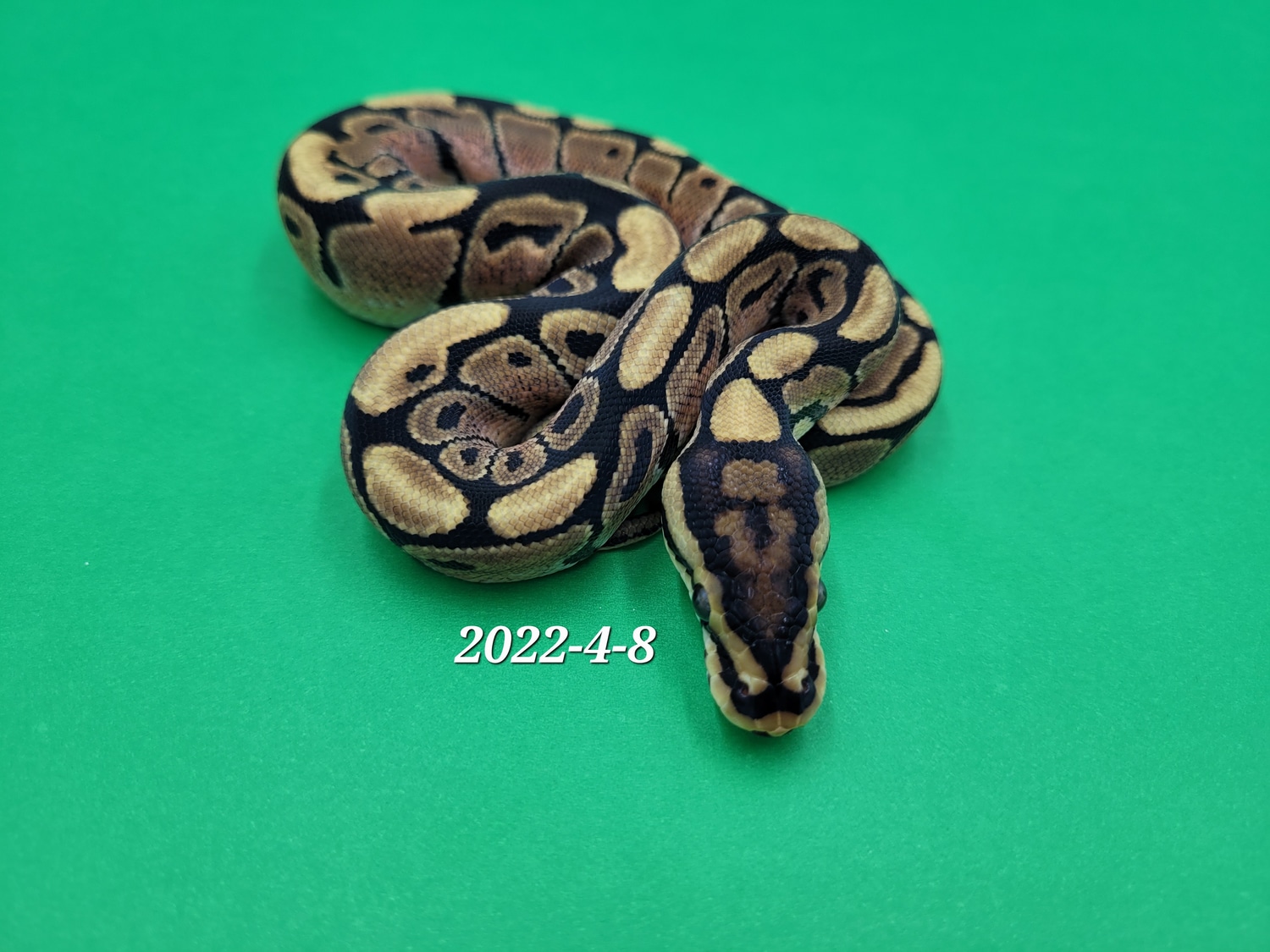 Vanilla/Fire Het Clown Ball Python by Ball In Hand Pythons LLC ...